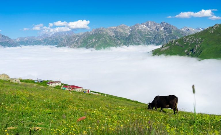 rize-yaylalari-kavron-yaylalari - | Pegasus Blog