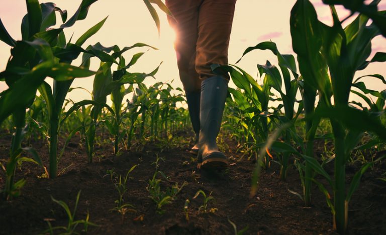 Harvesting Local Flavors: Agritourism and Slow Food in Türkiye ...